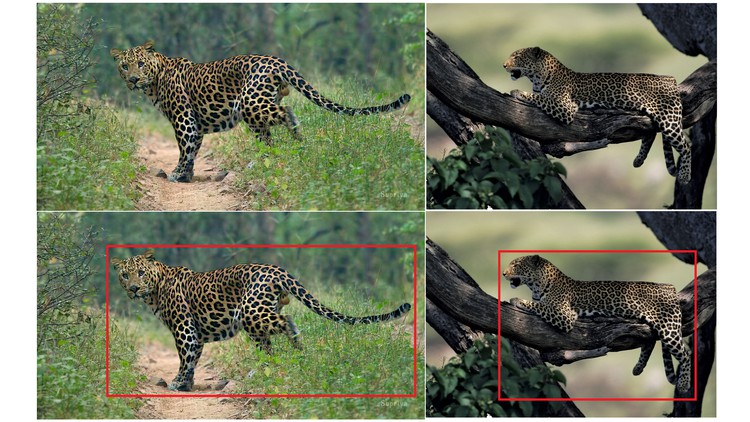 Object Detection On Custom Dataset With Keras Using Python Skillscert